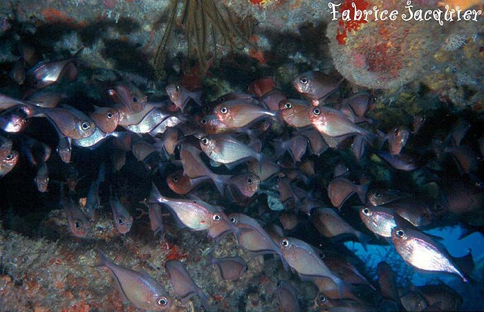 CSCP - Photos F. Jacquier